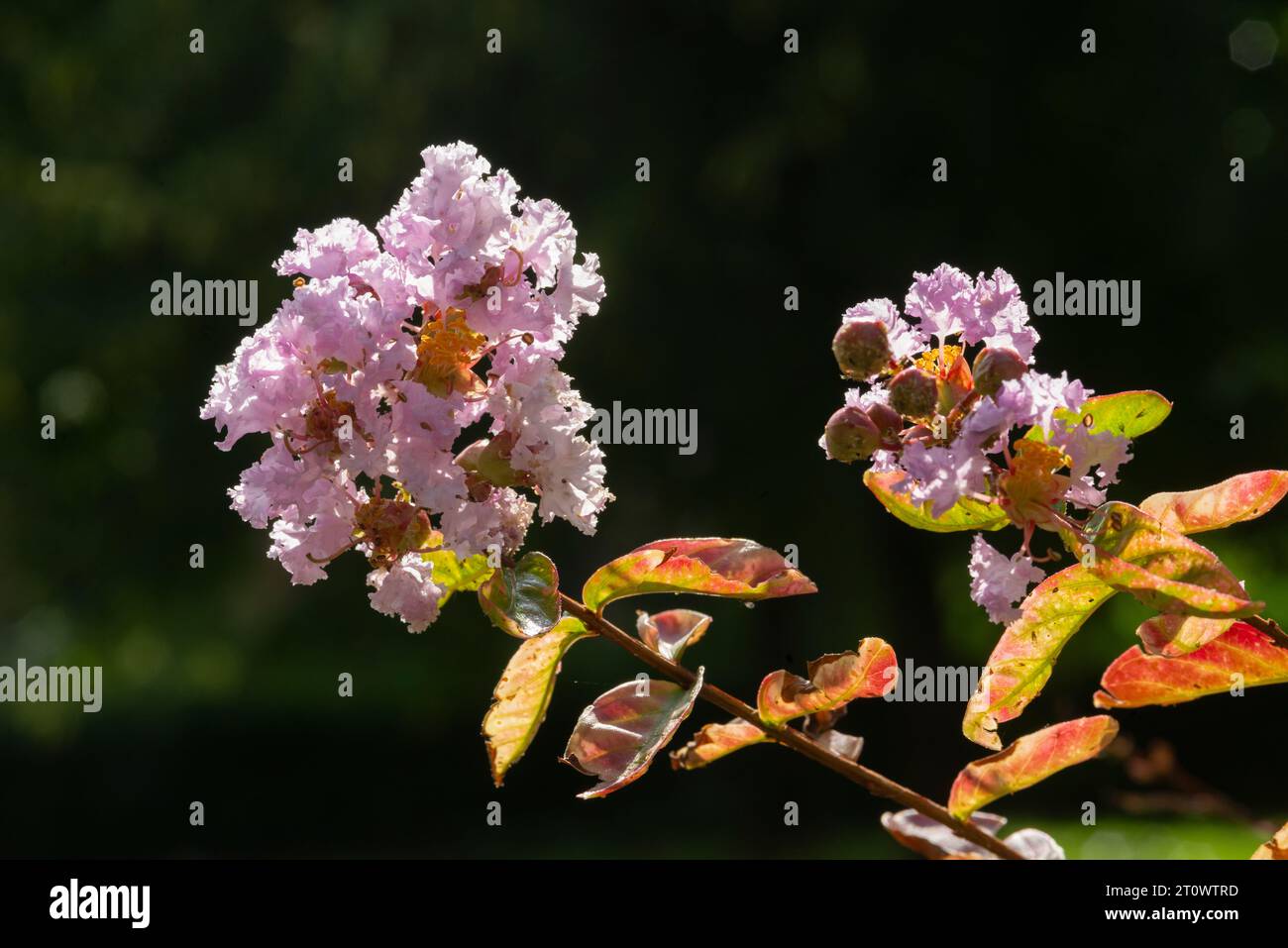 Italy, Lombardy, Flowers of Lagerstroemia Indica Rosea Stock Photo - Alamy