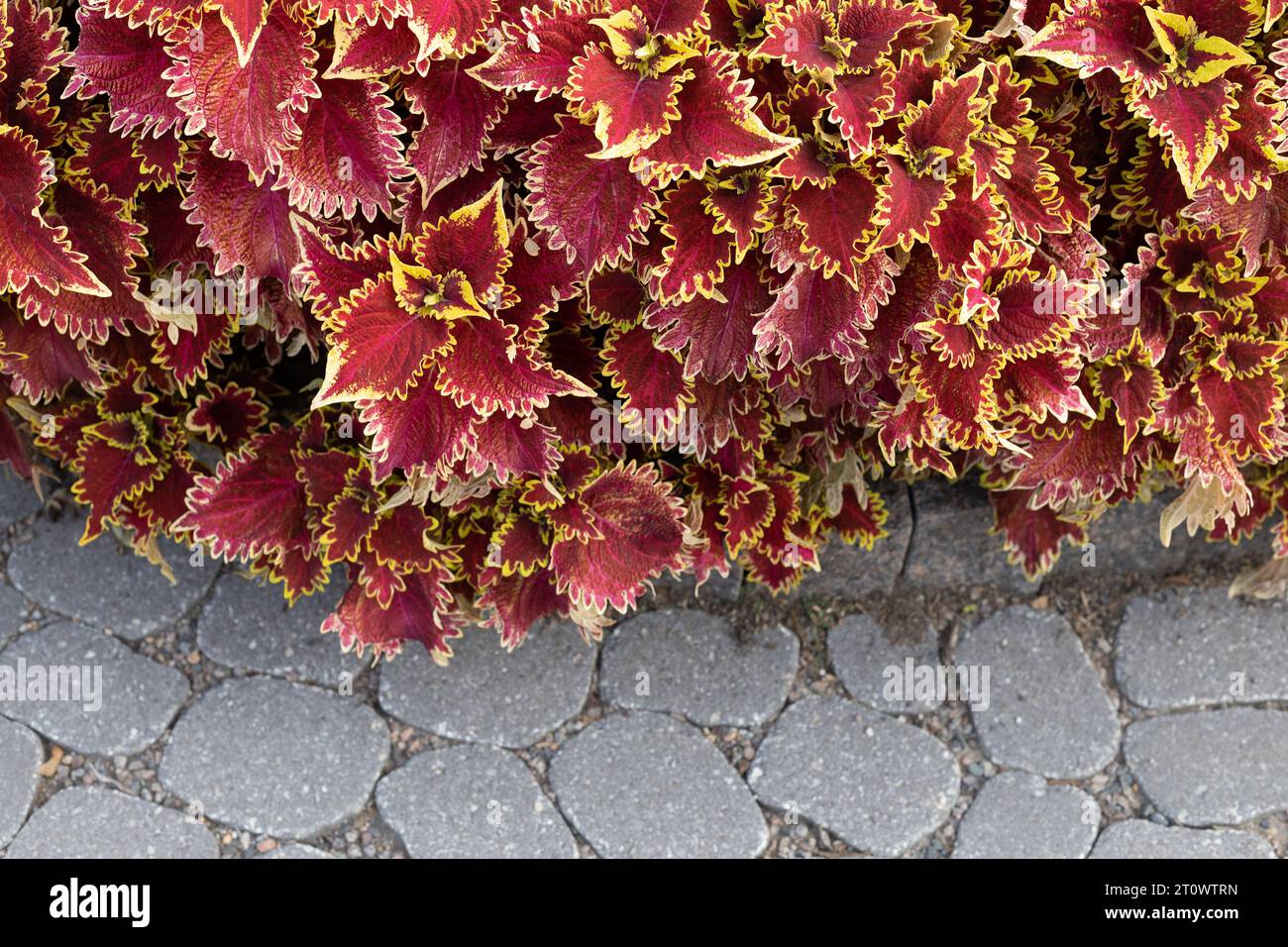 Plectranthus scutellarioides 'Vulcan' coleus Stock Photo - Alamy