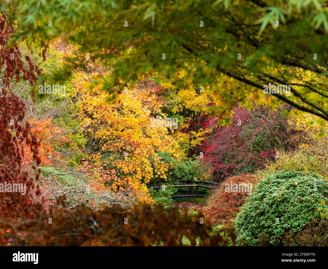Bright autumn colour in the Acer glade at The Garden House, Buckland ...