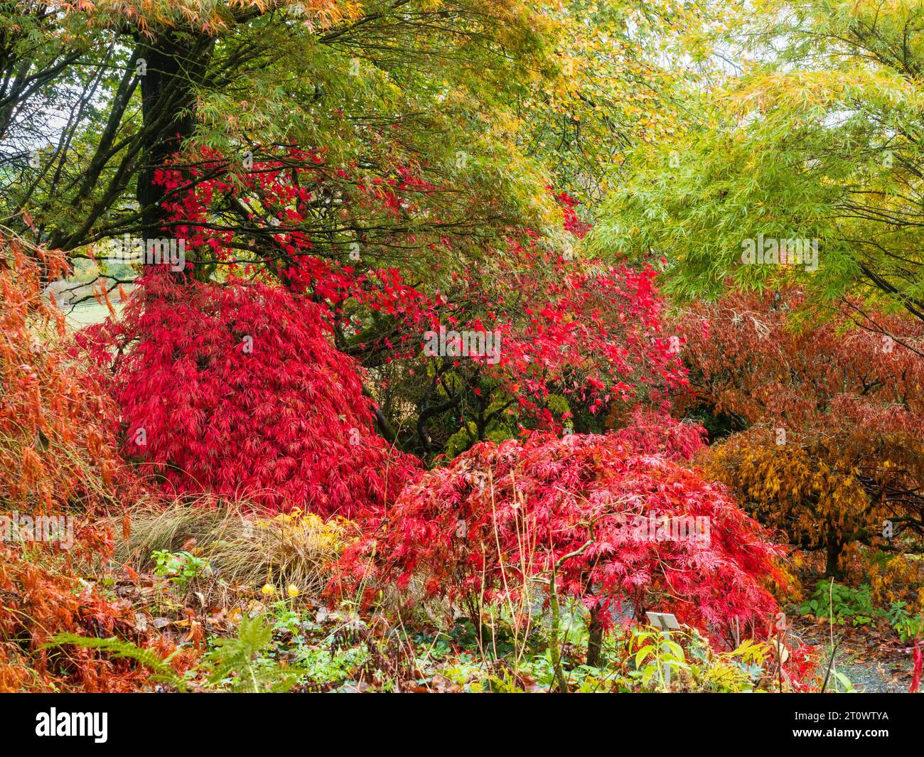 Glade hi-res stock photography and images - Alamy
