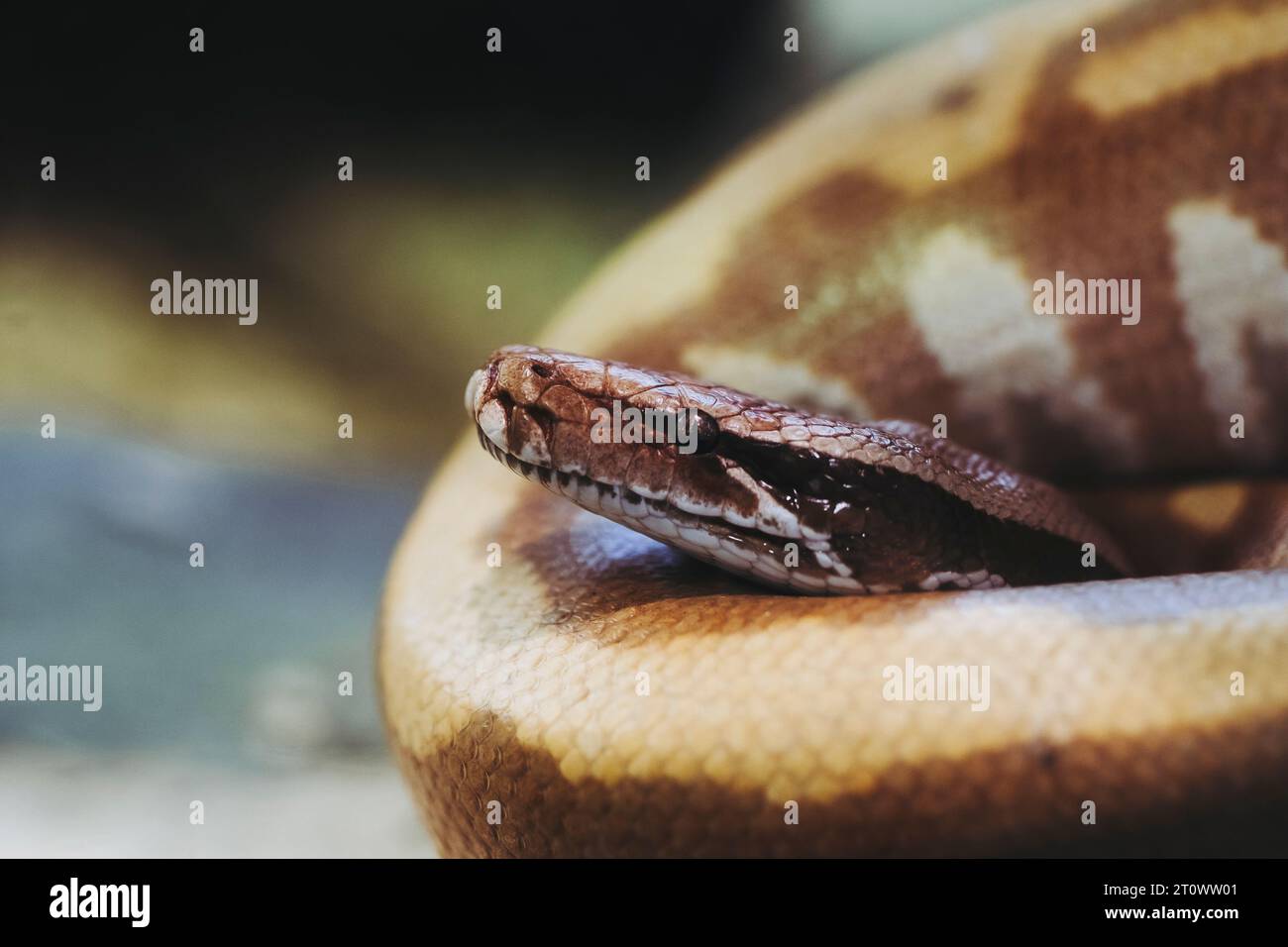 Portrait of a beautiful boa constrictor Stock Photo - Alamy