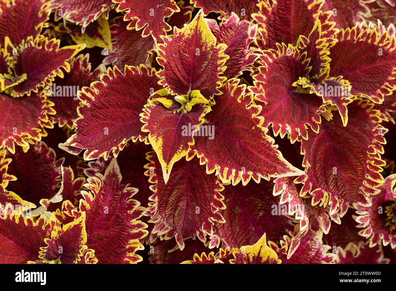 Plectranthus scutellarioides 'Vulcan' coleus Stock Photo - Alamy