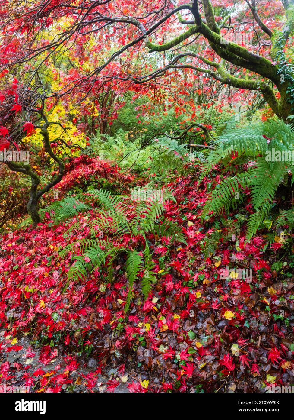 Bright autumn colour in the Acer glade at The Garden House, Buckland ...