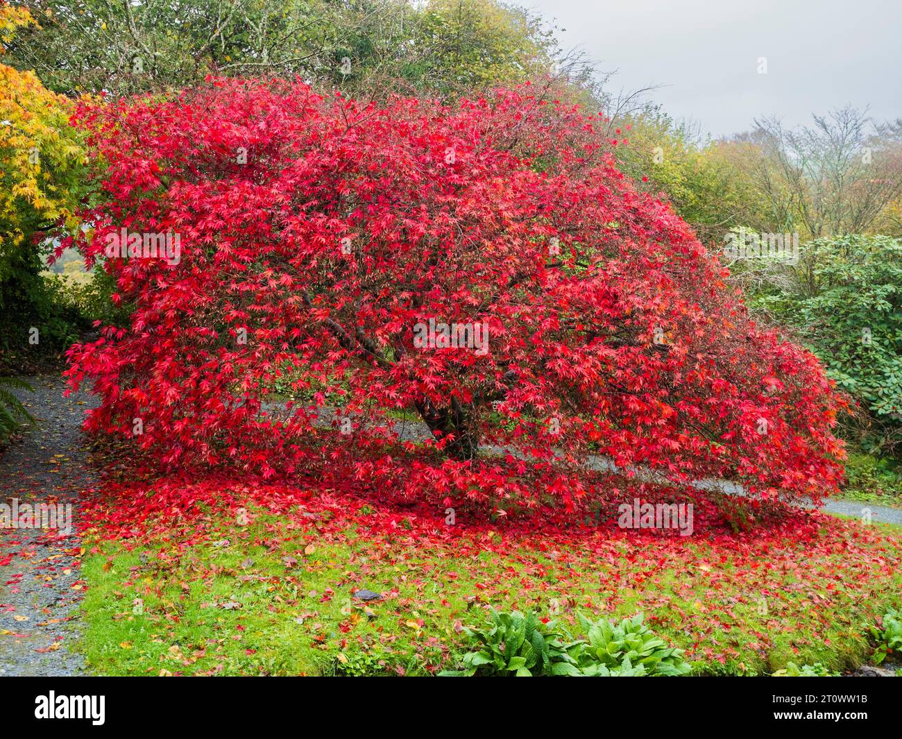 Bright autumn colour of Acer palmatum 'Chitoseyama' at The Garden House ...