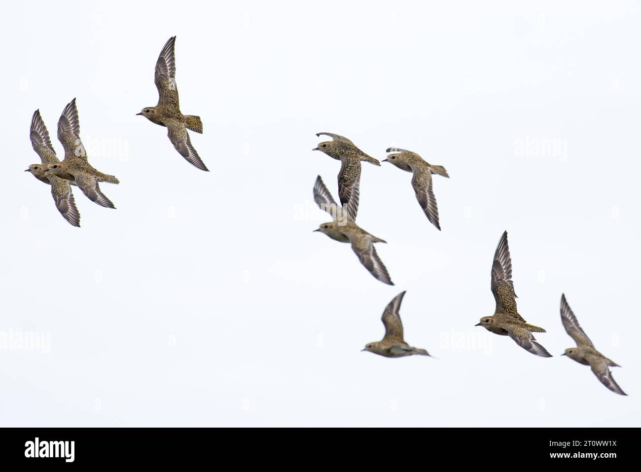 Golden Plover (Pluvialis apricaria) winter flock flying Norfolk October ...