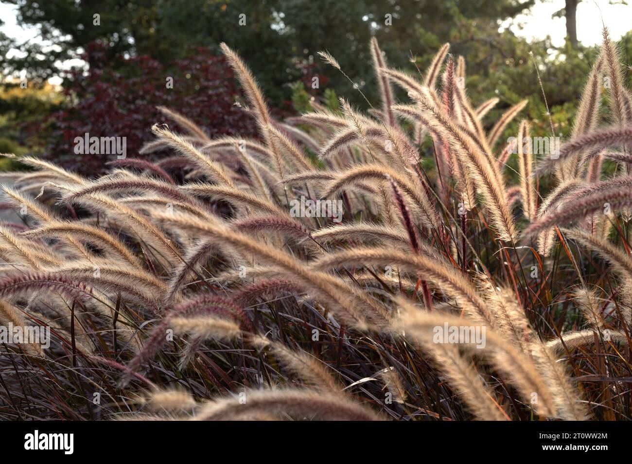 Pennisetum setaceum 'Rubrum' - purple fountain grass Stock Photo - Alamy