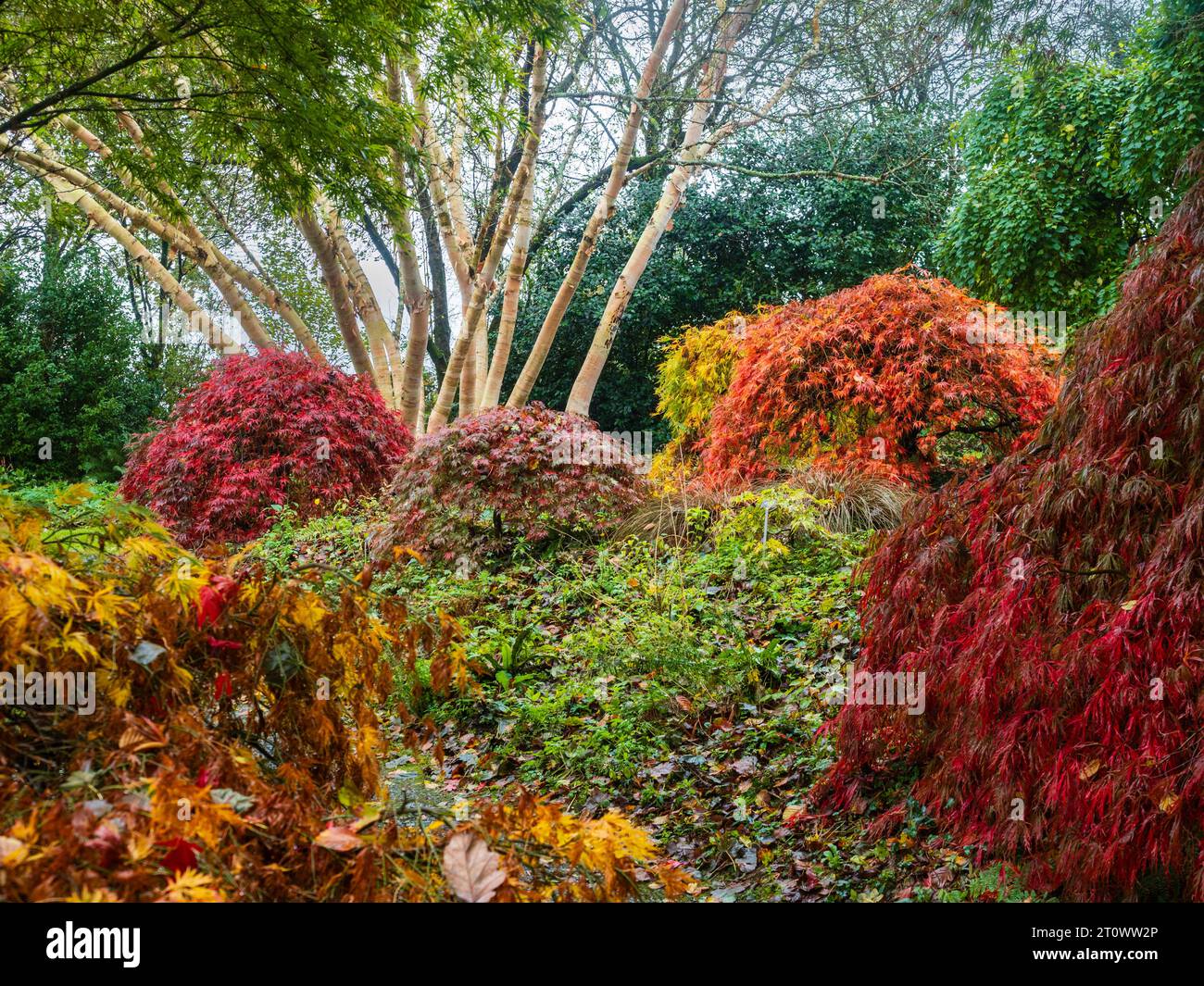 Bright autumn colour in the Acer glade at The Garden House, Buckland ...