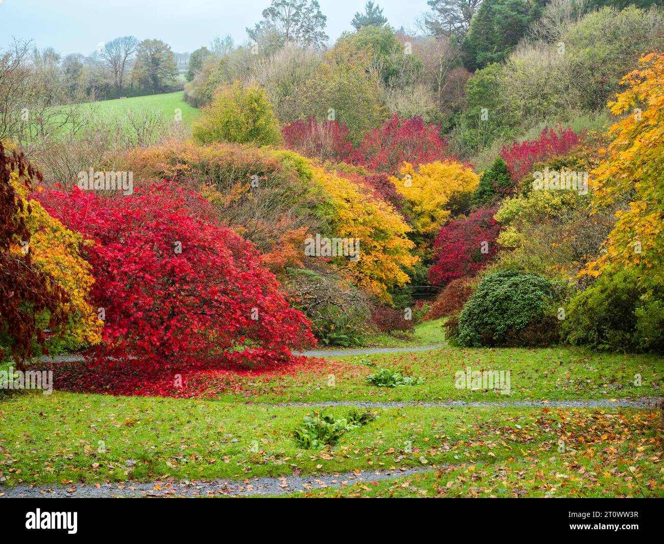 Bright autumn colour in the Acer glade at The Garden House, Buckland ...