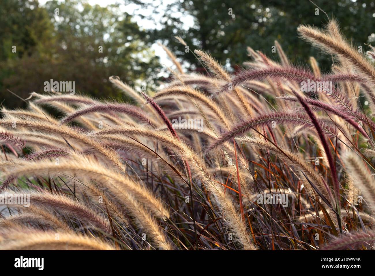 Pennisetum setaceum 'Rubrum' - purple fountain grass Stock Photo - Alamy