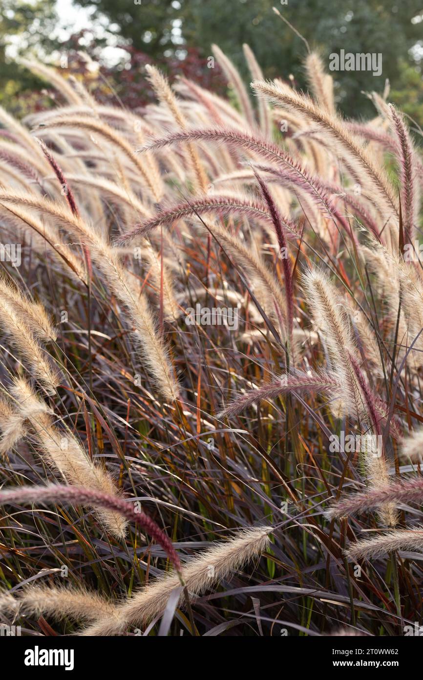 Pennisetum setaceum 'Rubrum' - purple fountain grass Stock Photo - Alamy