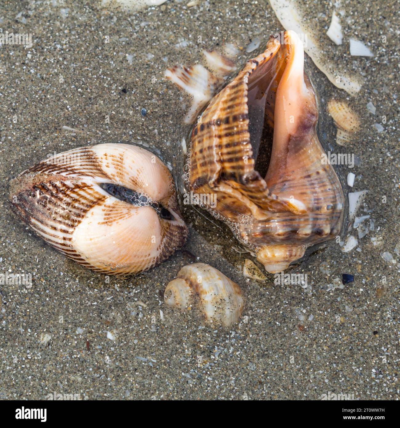creature, snail, spiral shell, coconut crab, sea scenery, relaxation ...
