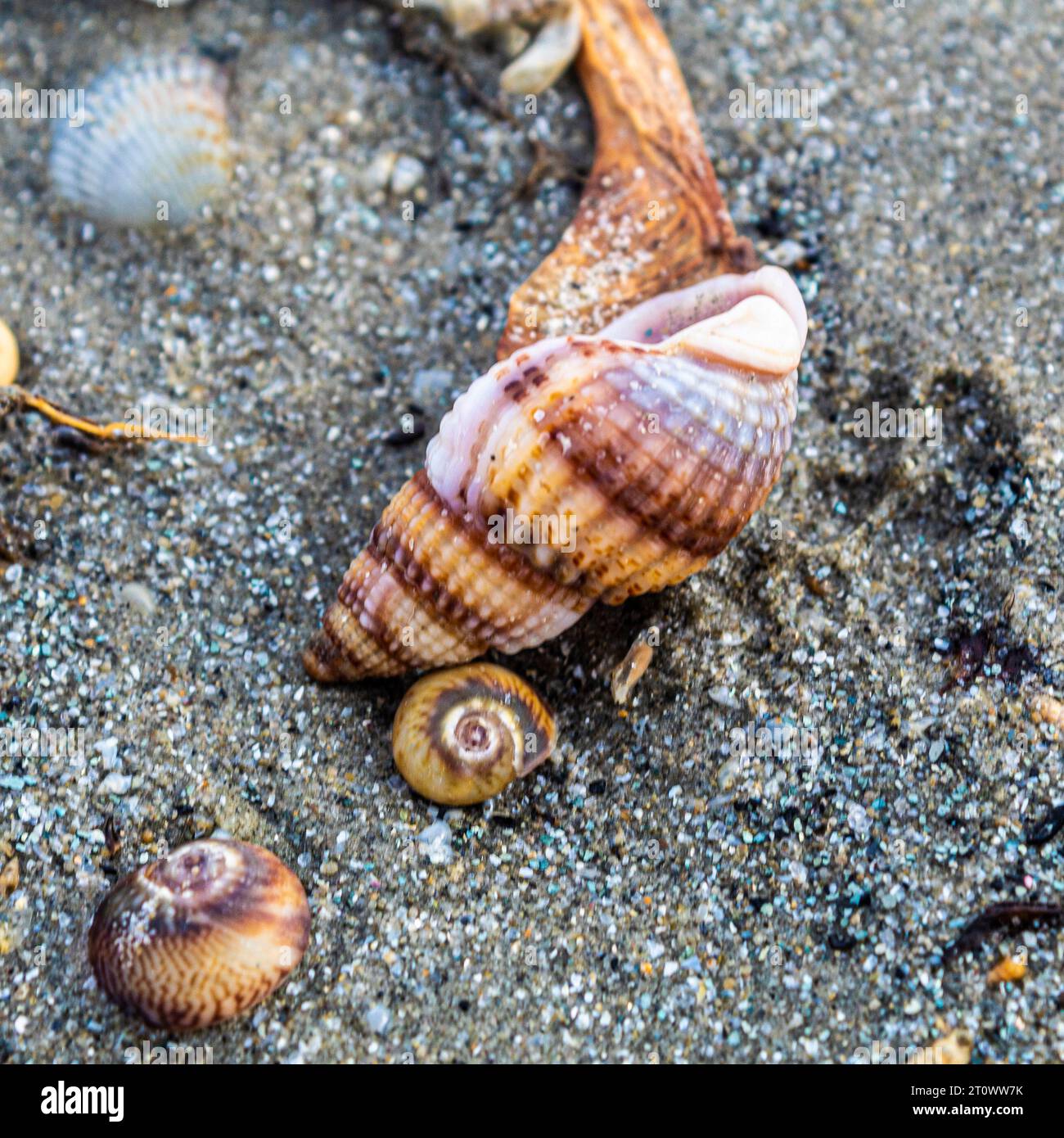 creature, snail, spiral shell, coconut crab, sea scenery, relaxation ...