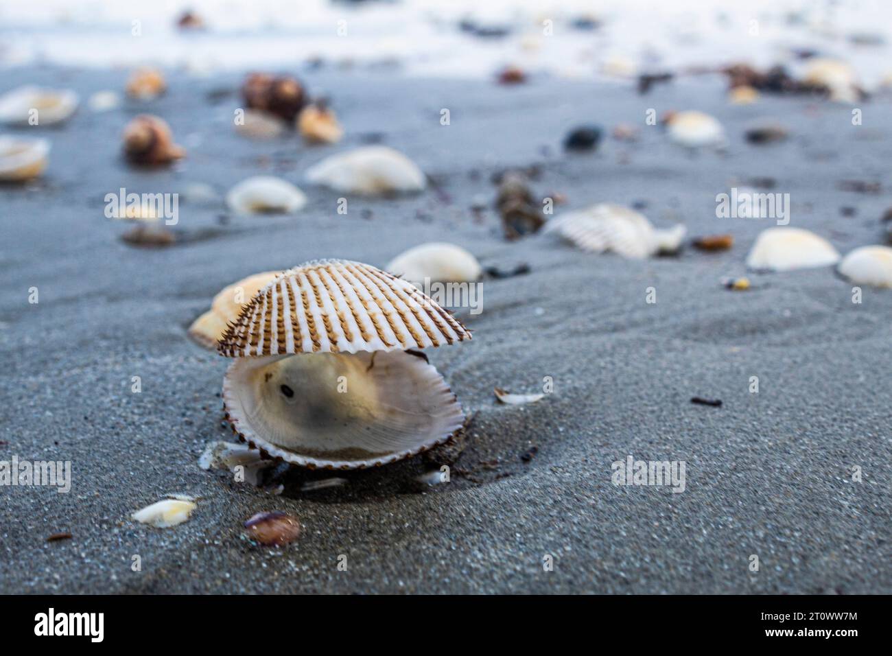 creature, snail, spiral shell, coconut crab, sea scenery, relaxation ...