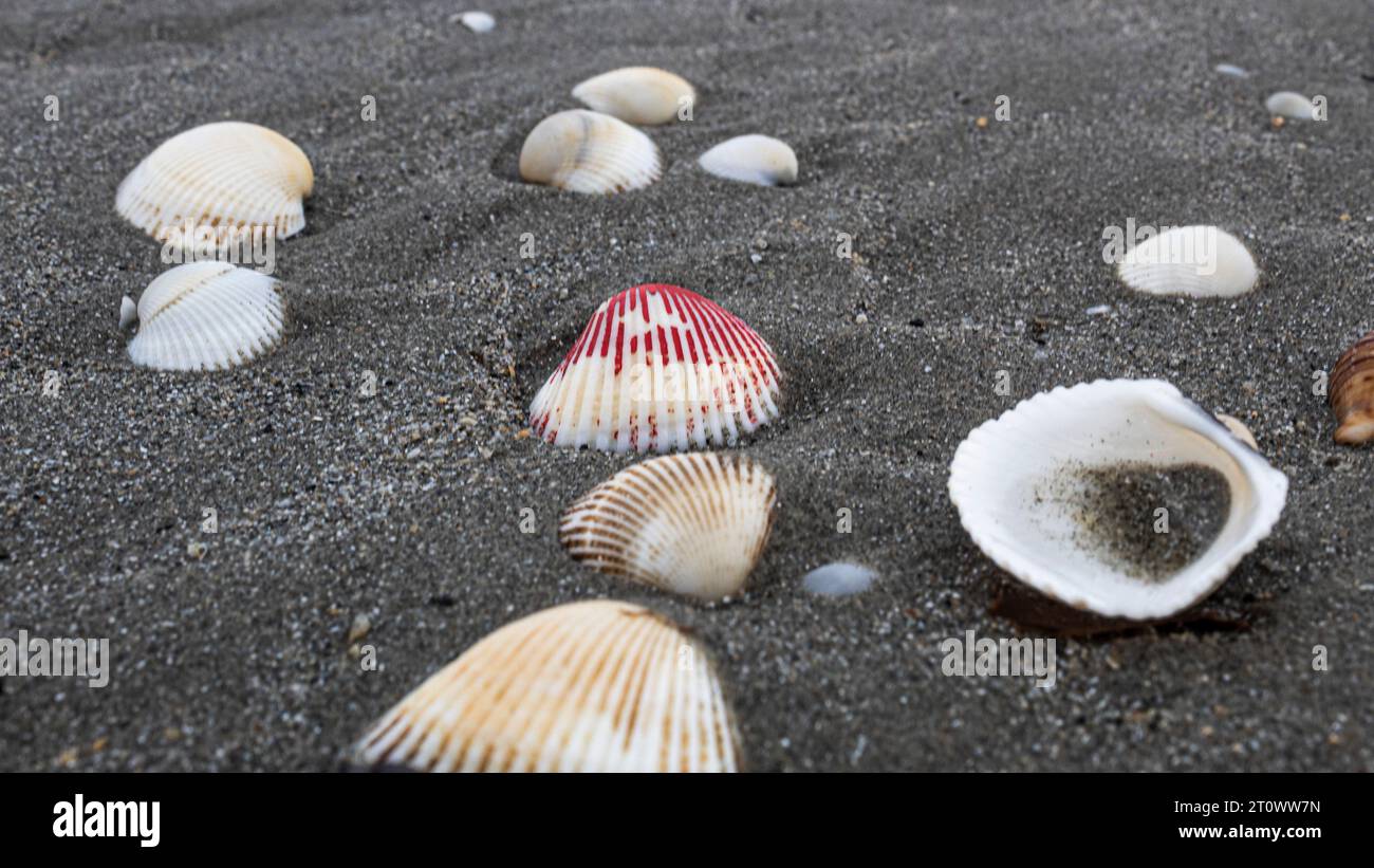 creature, snail, spiral shell, coconut crab, sea scenery, relaxation ...