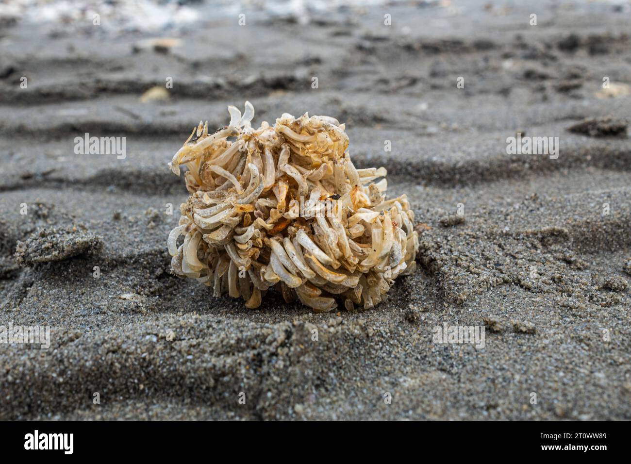 creature, snail, spiral shell, coconut crab, sea scenery, relaxation ...