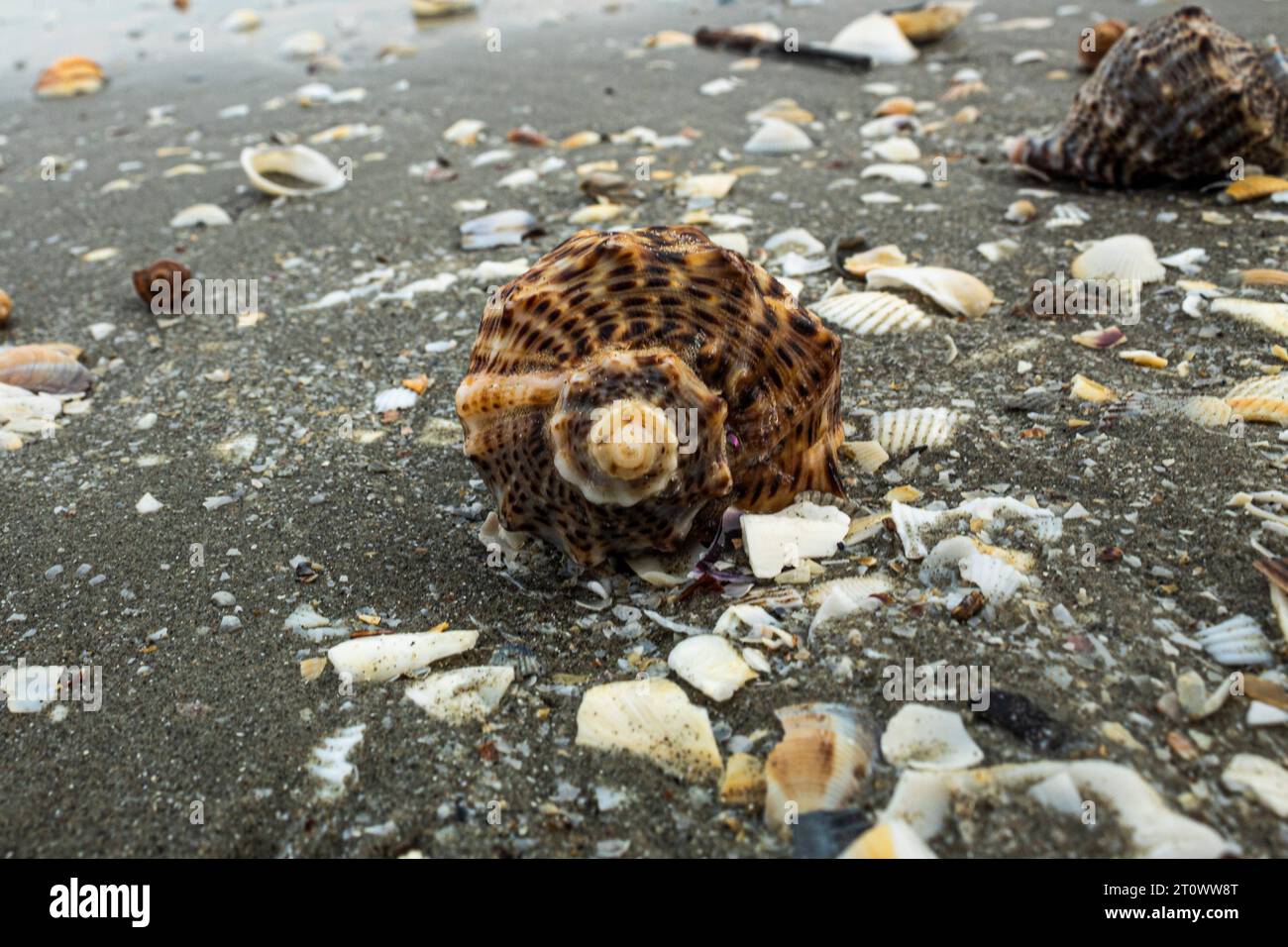 creature, snail, spiral shell, coconut crab, sea scenery, relaxation ...