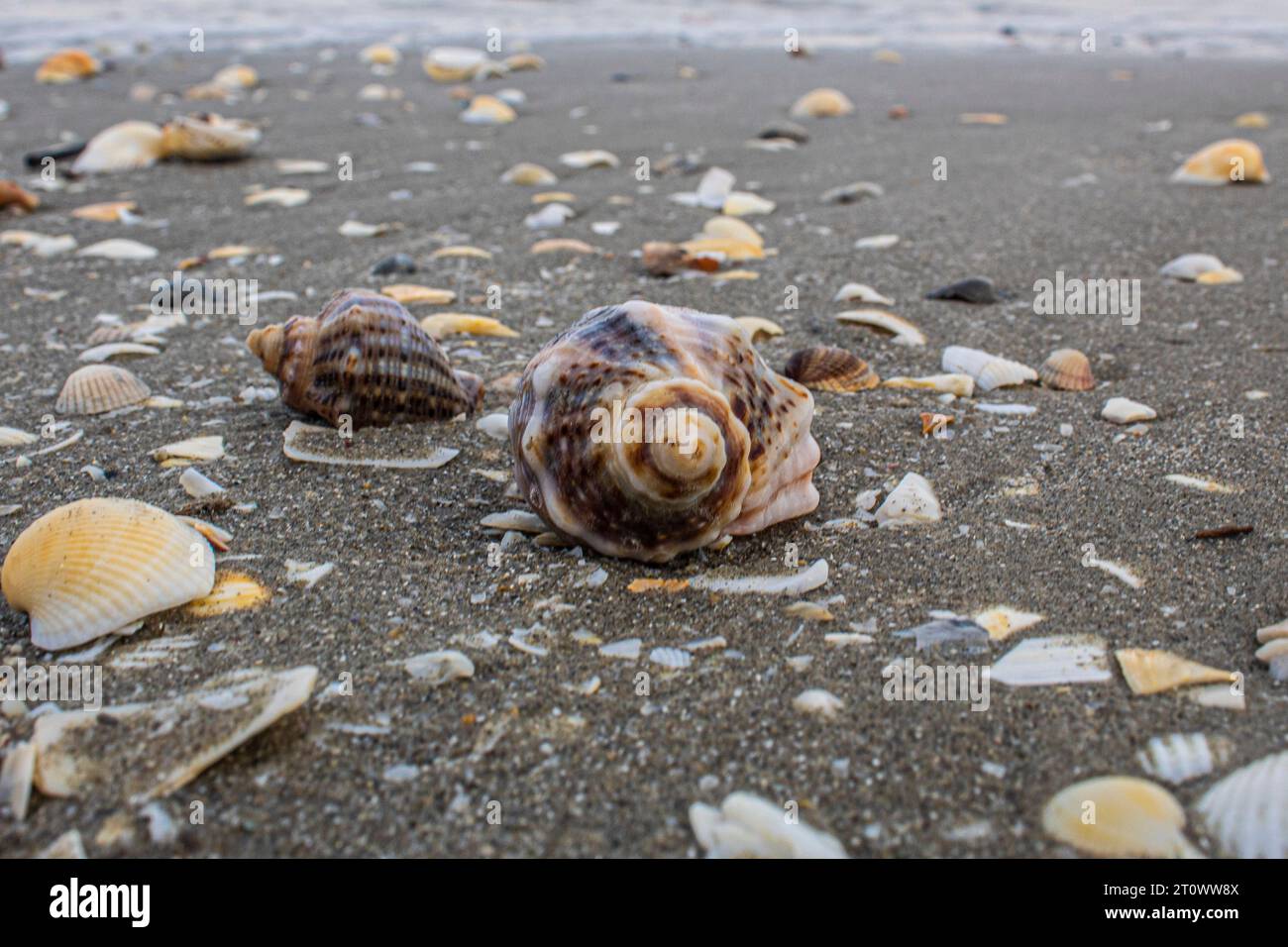 creature, snail, spiral shell, coconut crab, sea scenery, relaxation ...