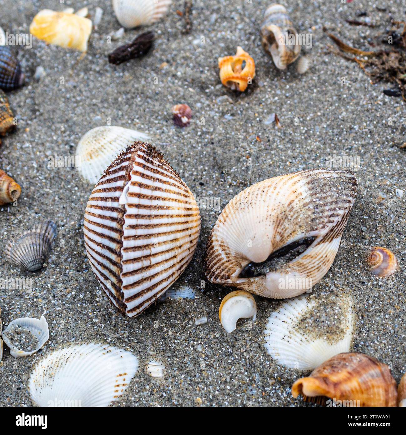 creature, snail, spiral shell, coconut crab, sea scenery, relaxation ...