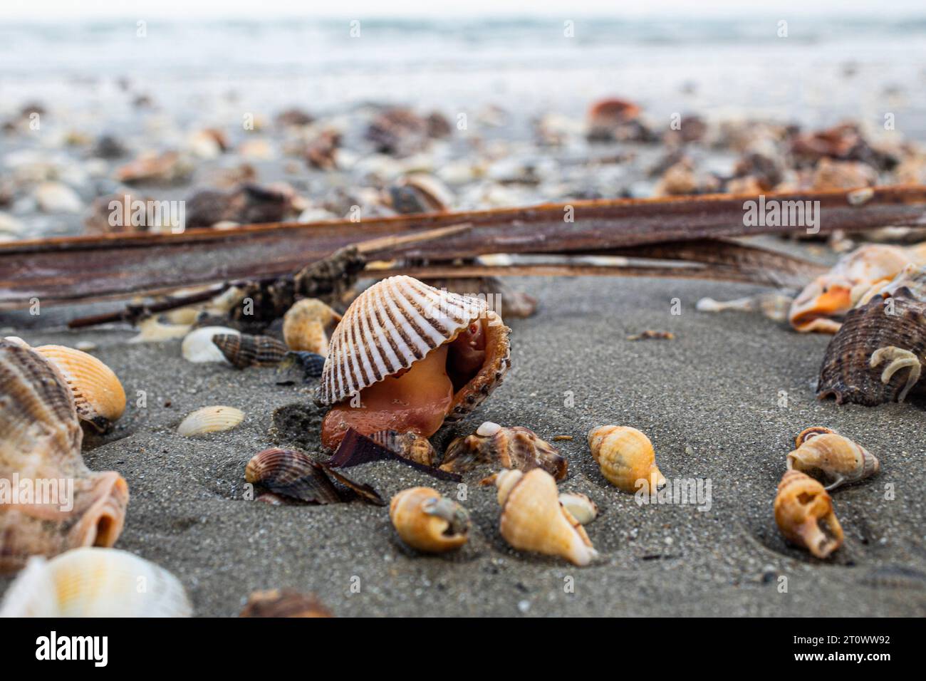 creature, snail, spiral shell, coconut crab, sea scenery, relaxation ...