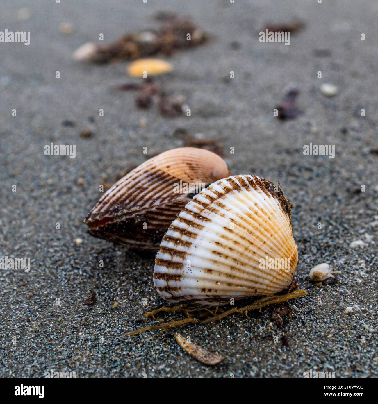 creature, snail, spiral shell, coconut crab, sea scenery, relaxation ...