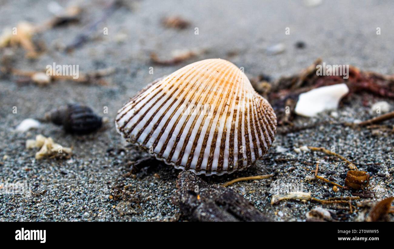 creature, snail, spiral shell, coconut crab, sea scenery, relaxation ...