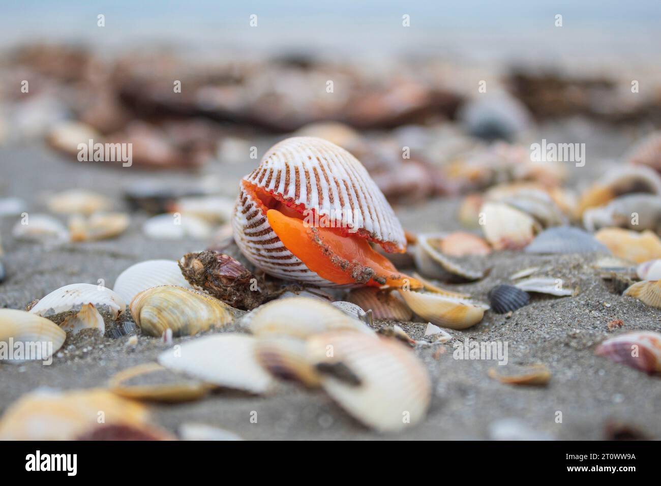 creature, snail, spiral shell, coconut crab, sea scenery, relaxation ...