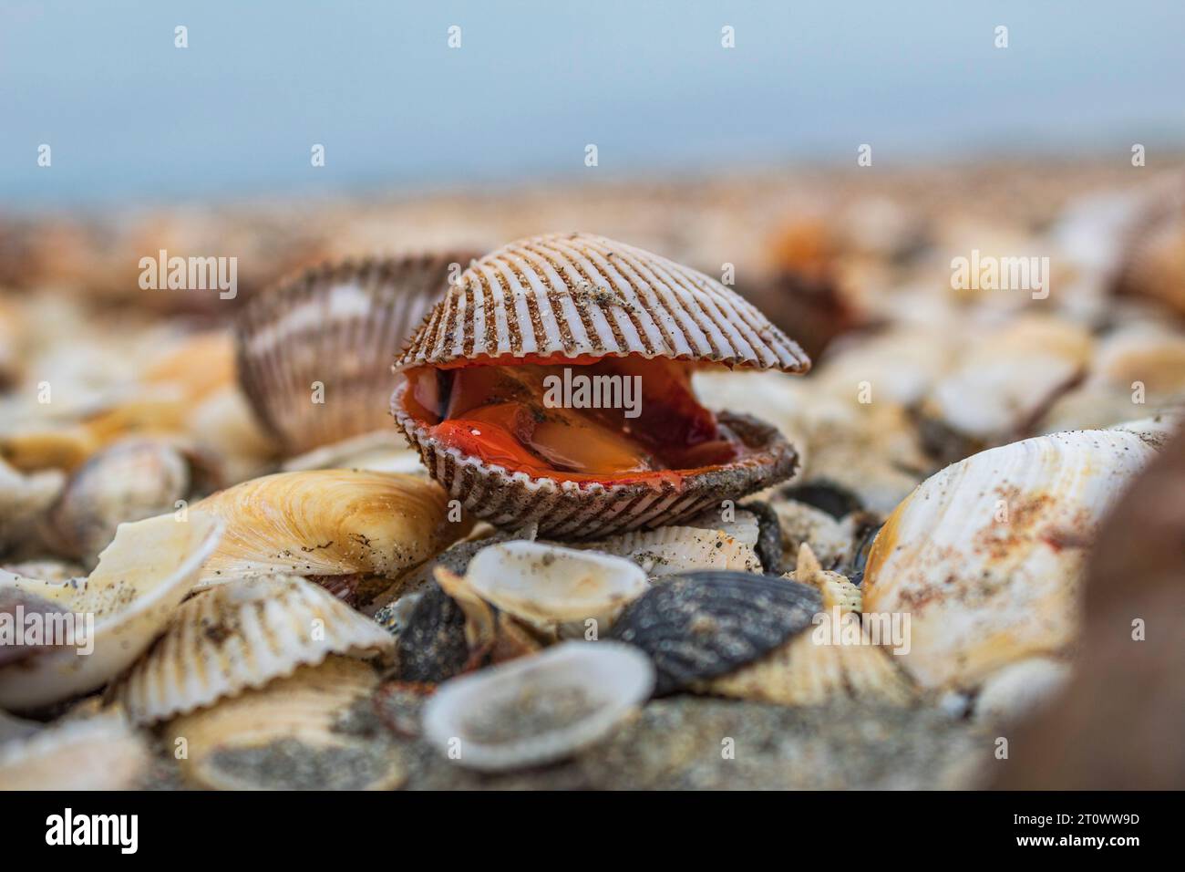 creature, snail, spiral shell, coconut crab, sea scenery, relaxation ...