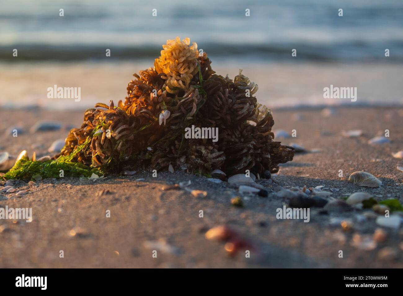 creature, snail, spiral shell, coconut crab, sea scenery, relaxation ...