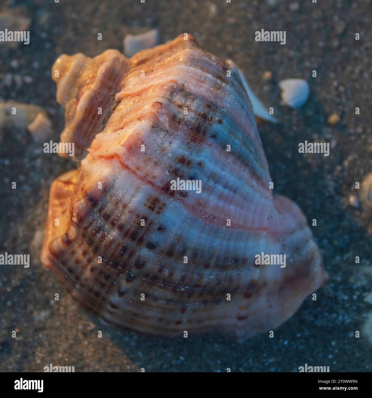 Horesea hi-res stock photography and images - Alamy