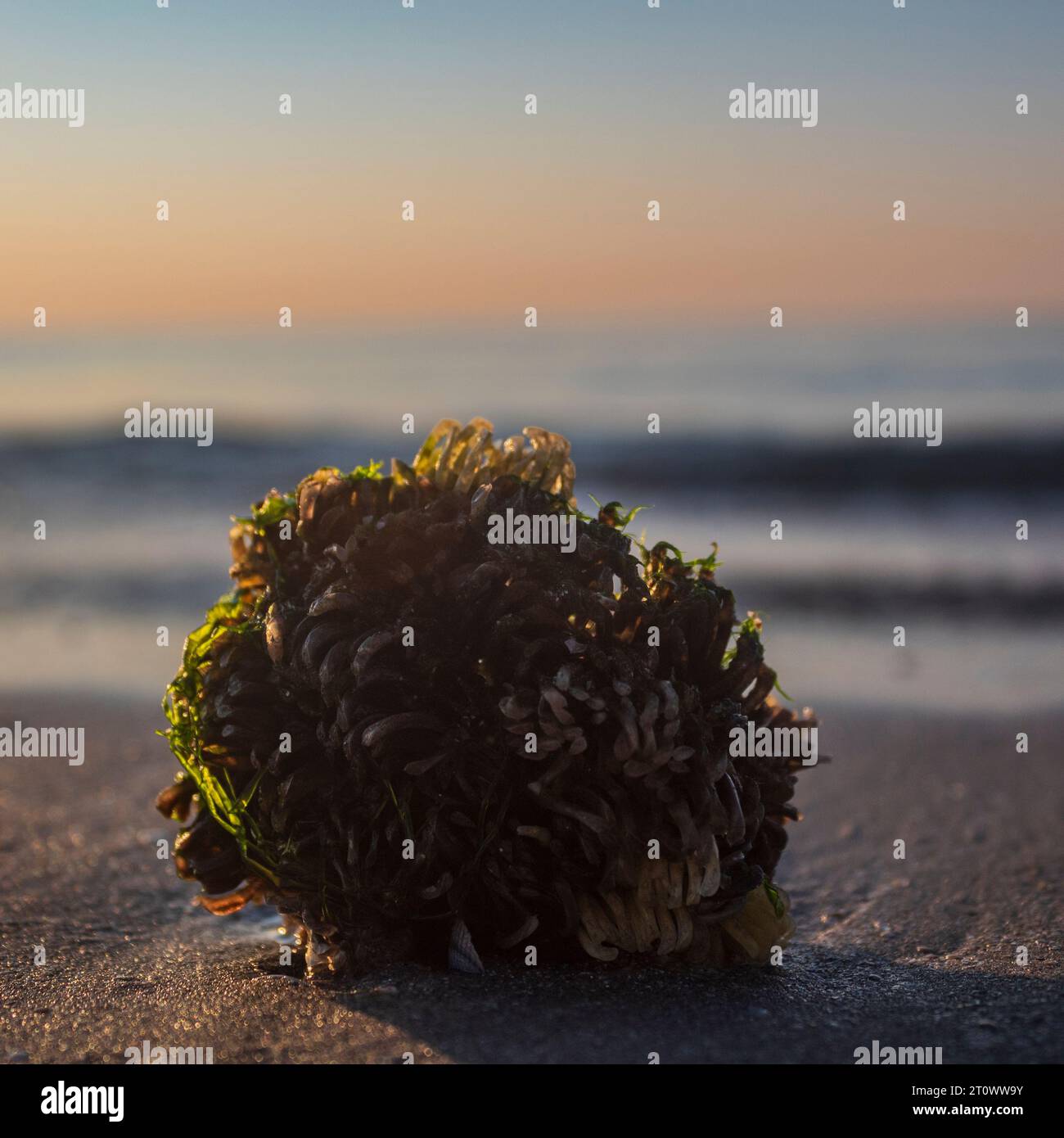 Horesea hi-res stock photography and images - Alamy