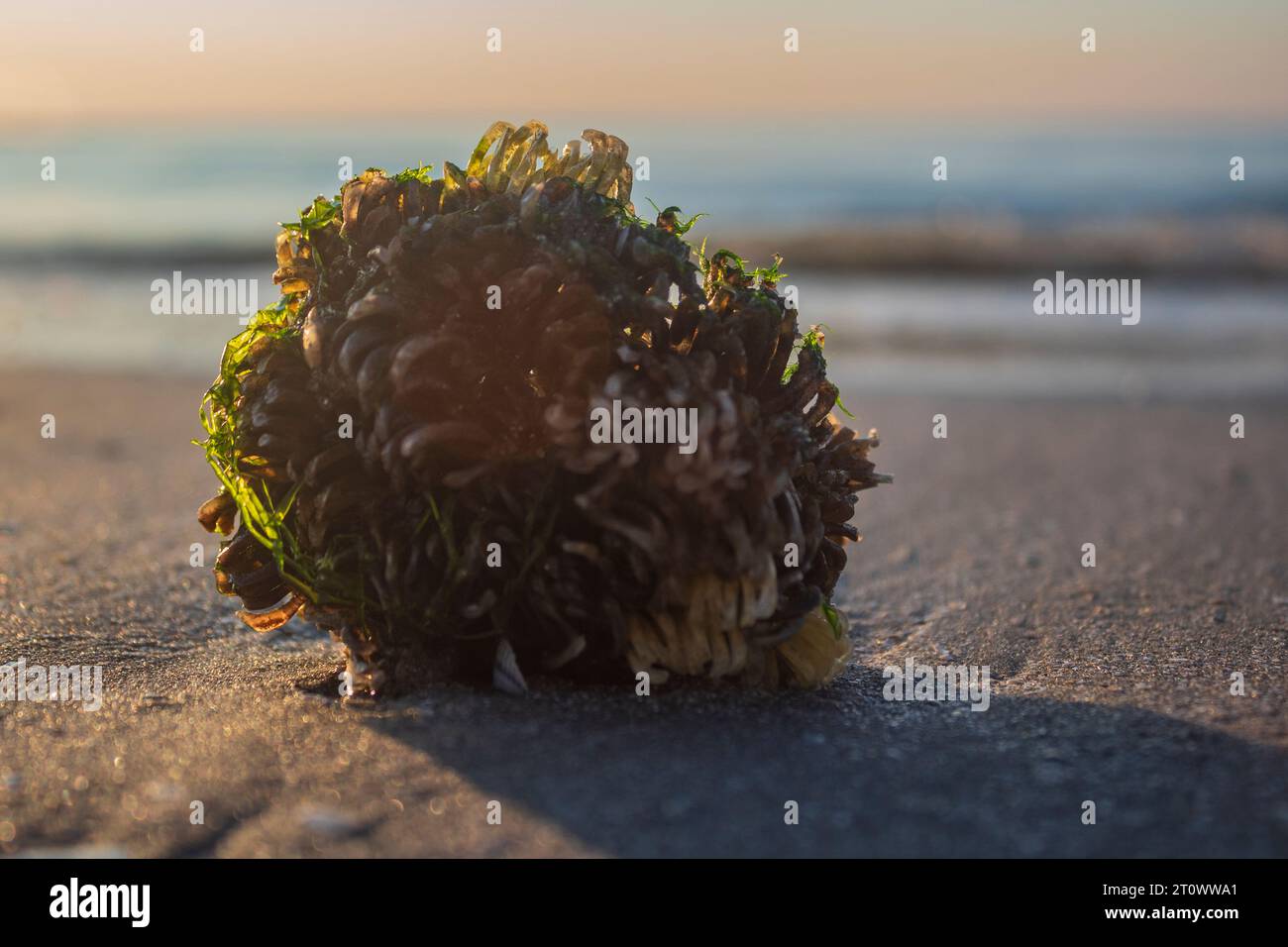 creature, snail, spiral shell, coconut crab, sea scenery, relaxation ...