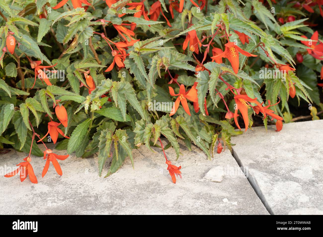 Begonia boliviensis 'Santa Cruz Sunset' flowers growing in a garden ...