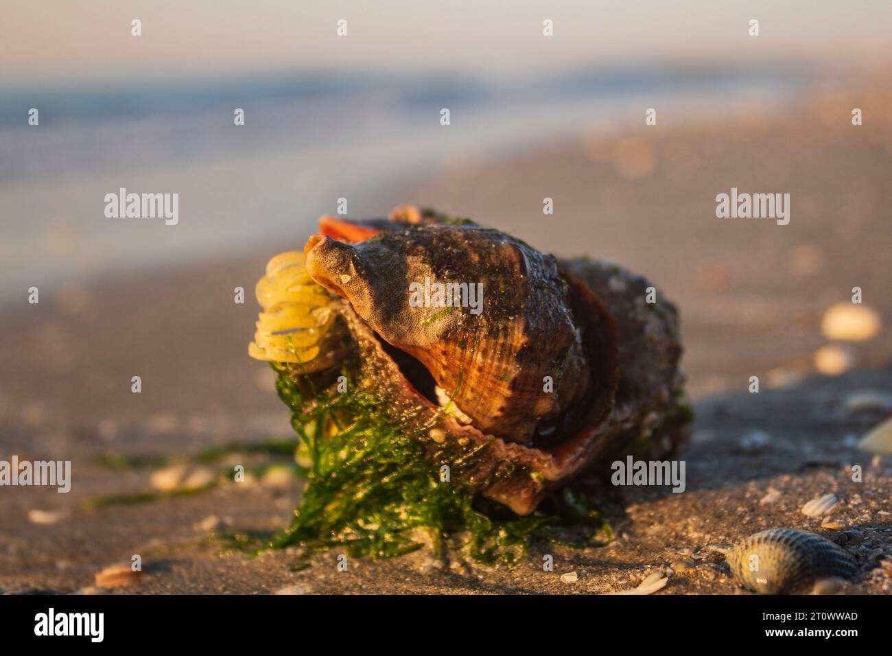 creature, snail, spiral shell, coconut crab, sea scenery, relaxation ...