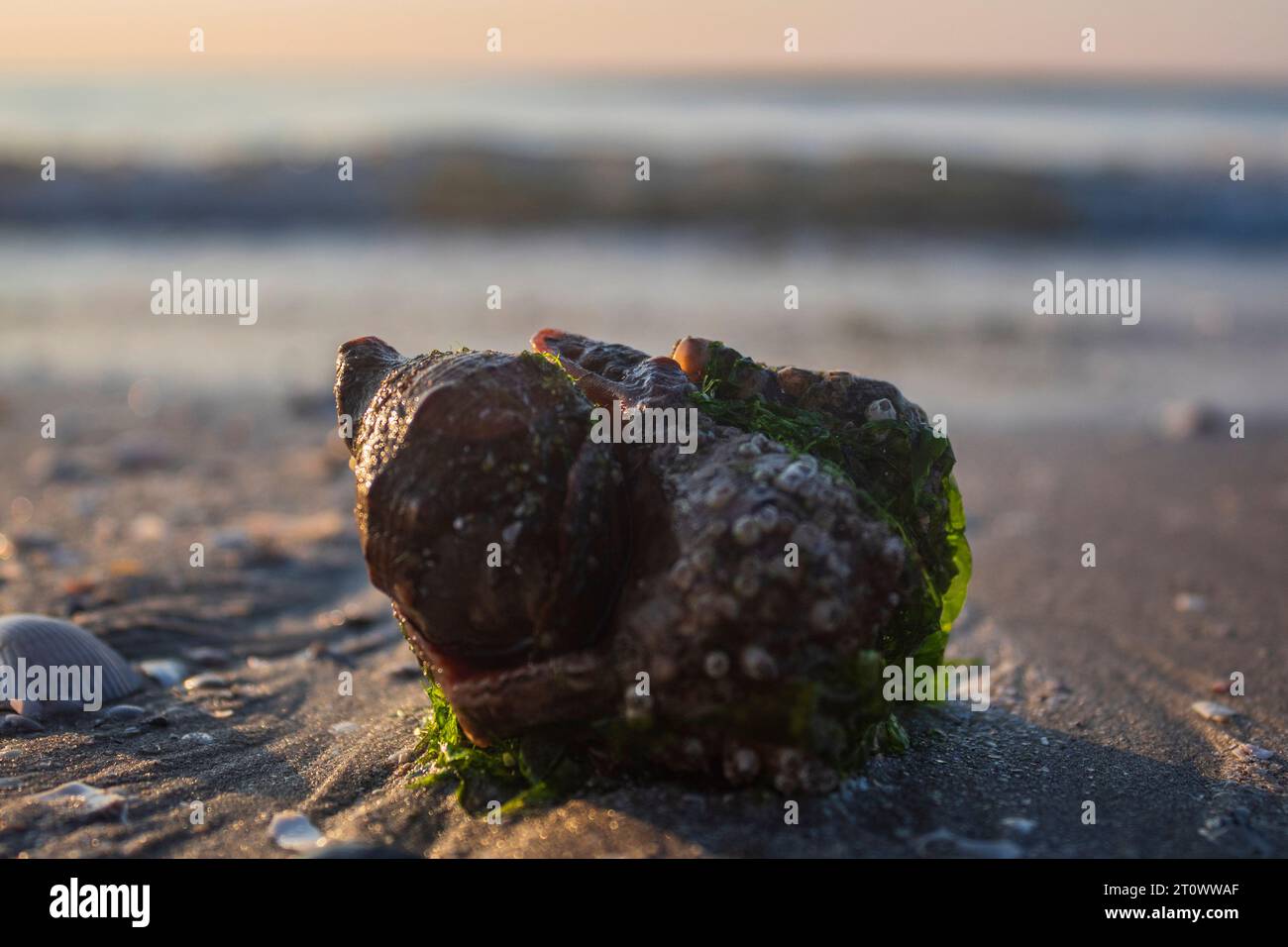 creature, snail, spiral shell, coconut crab, sea scenery, relaxation ...
