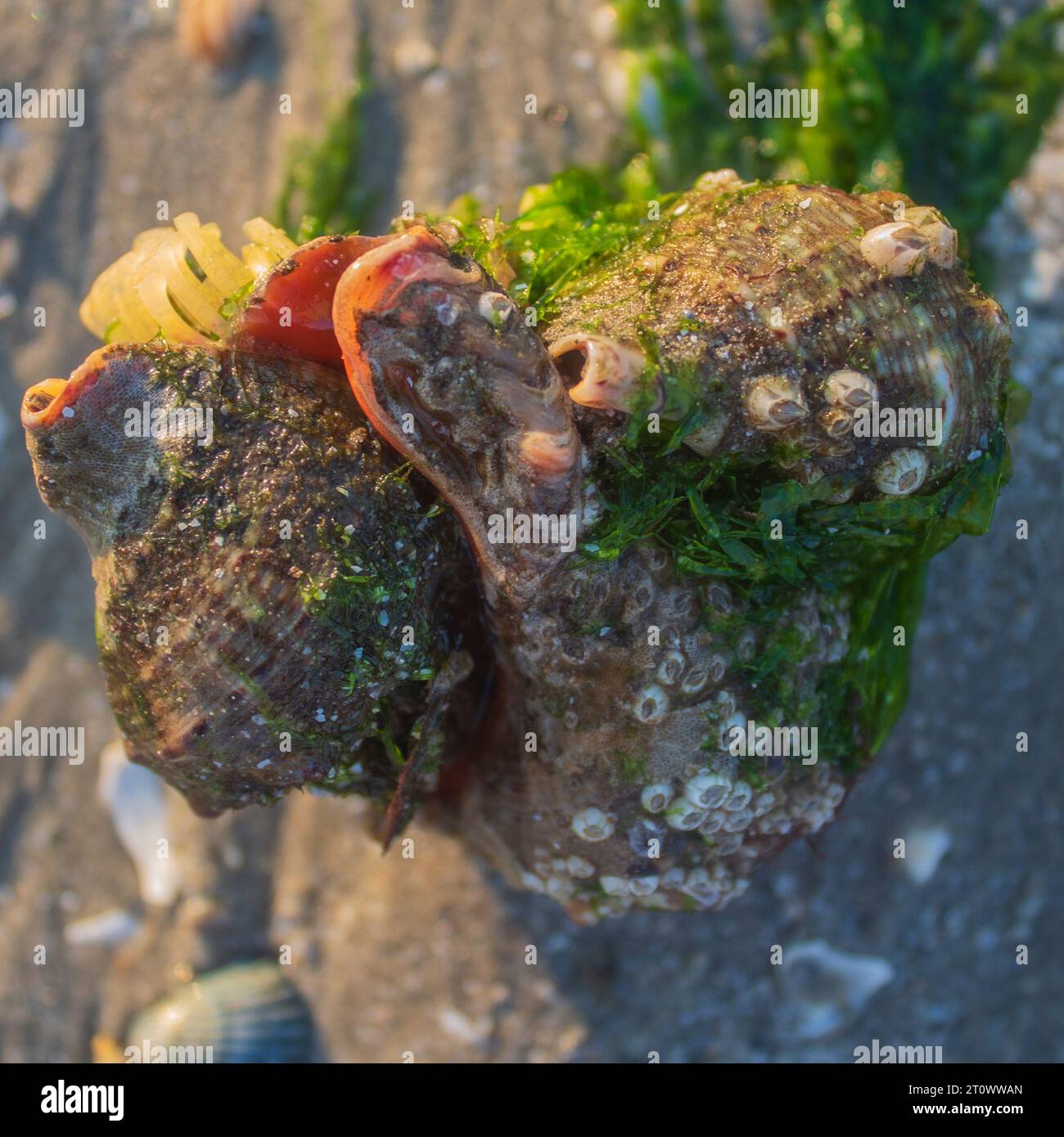 creature, snail, spiral shell, coconut crab, sea scenery, relaxation ...