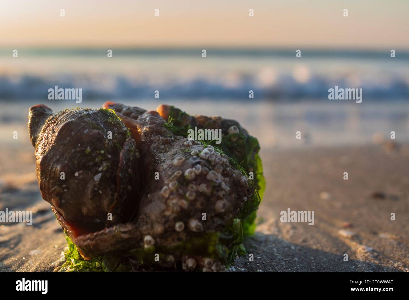 creature, snail, spiral shell, coconut crab, sea scenery, relaxation ...