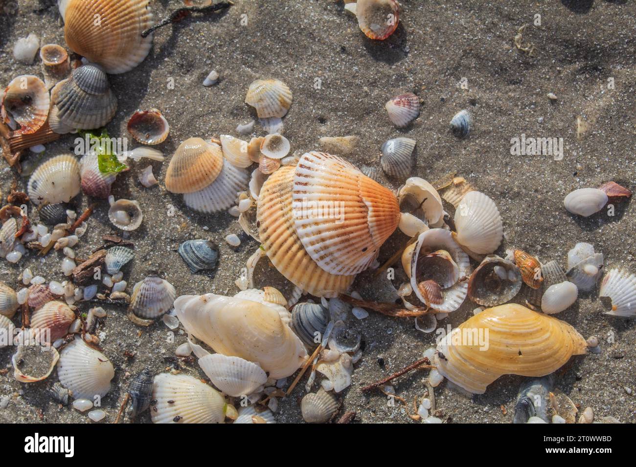 creature, snail, spiral shell, coconut crab, sea scenery, relaxation, conch, freedom, design ...