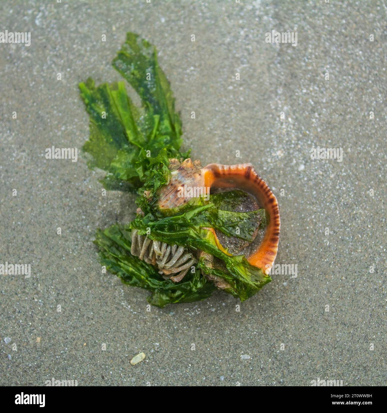 creature, snail, spiral shell, coconut crab, sea scenery, relaxation ...