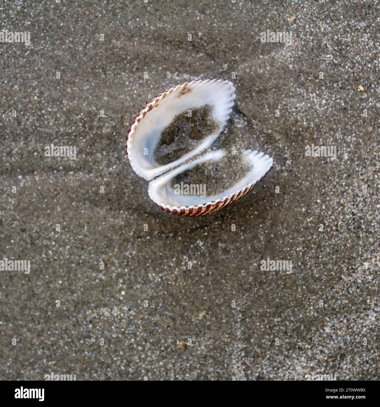 creature, snail, spiral shell, coconut crab, sea scenery, relaxation ...