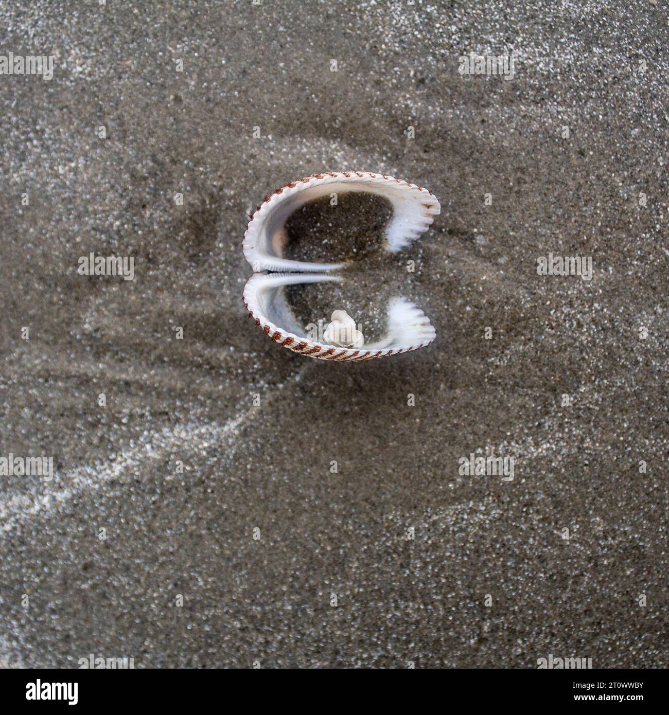 creature, snail, spiral shell, coconut crab, sea scenery, relaxation ...