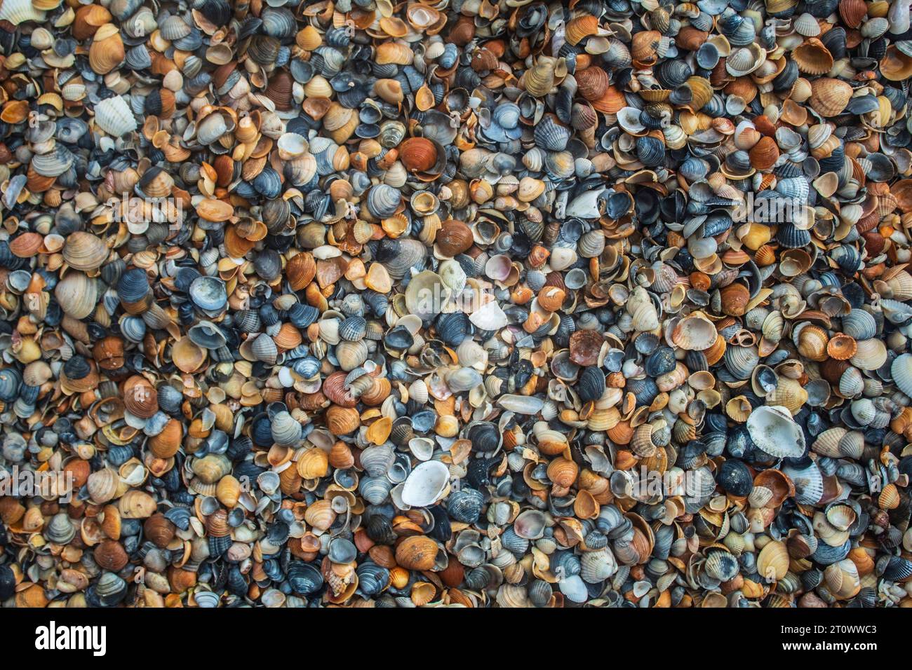 creature, snail, spiral shell, coconut crab, sea scenery, relaxation ...