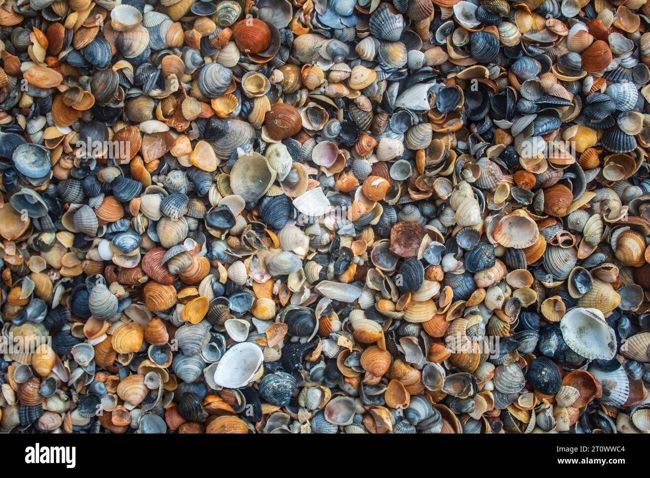creature, snail, spiral shell, coconut crab, sea scenery, relaxation ...
