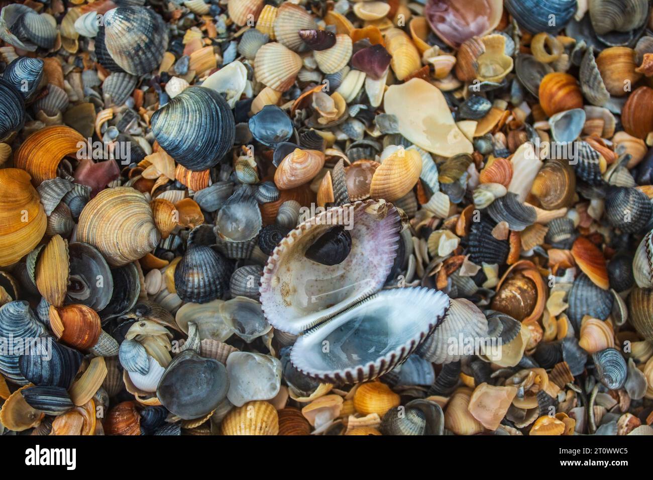 creature, snail, spiral shell, coconut crab, sea scenery, relaxation ...