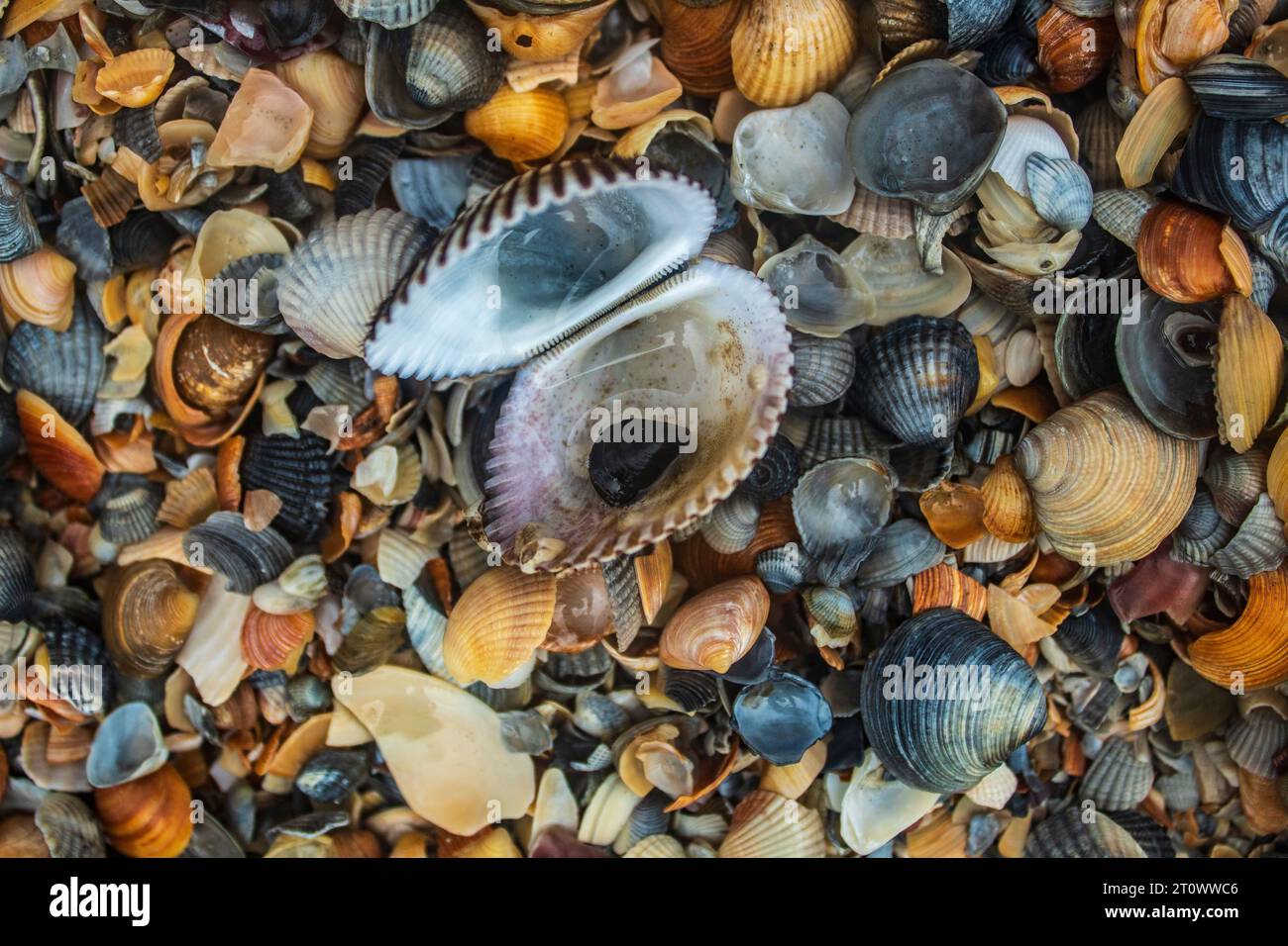 creature, snail, spiral shell, coconut crab, sea scenery, relaxation ...