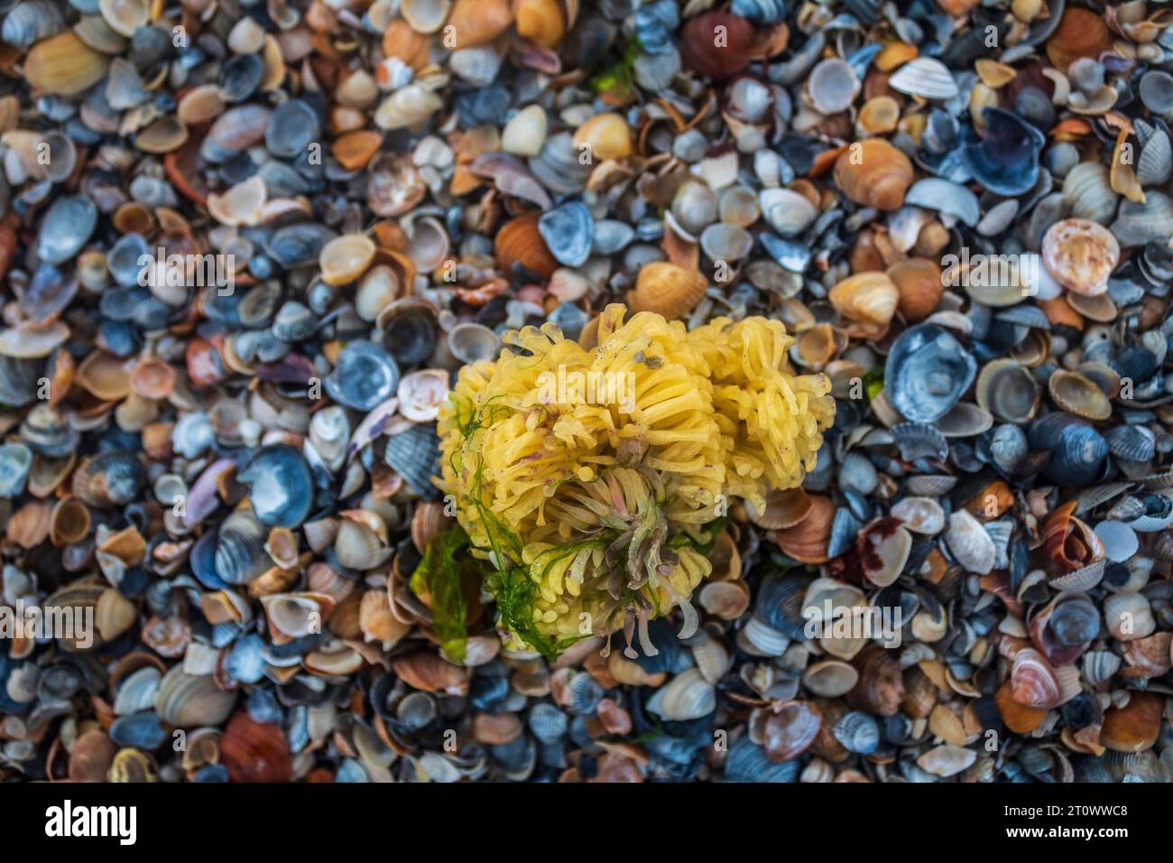 creature, snail, spiral shell, coconut crab, sea scenery, relaxation ...