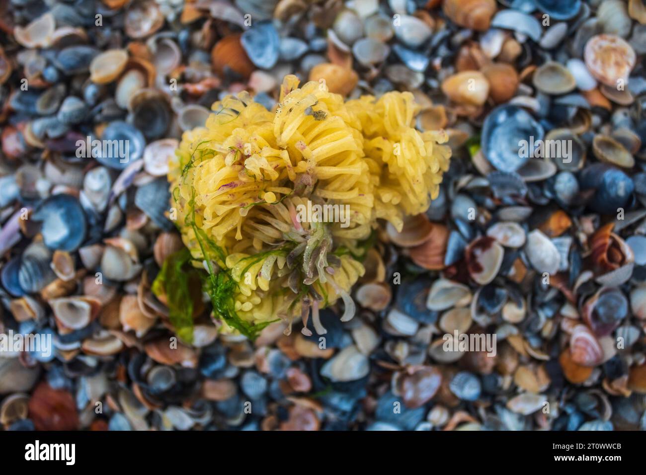 creature, snail, spiral shell, coconut crab, sea scenery, relaxation ...