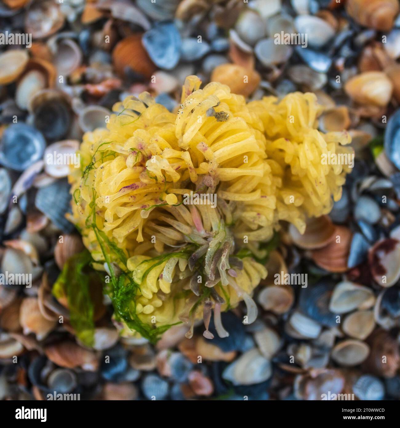 creature, snail, spiral shell, coconut crab, sea scenery, relaxation ...