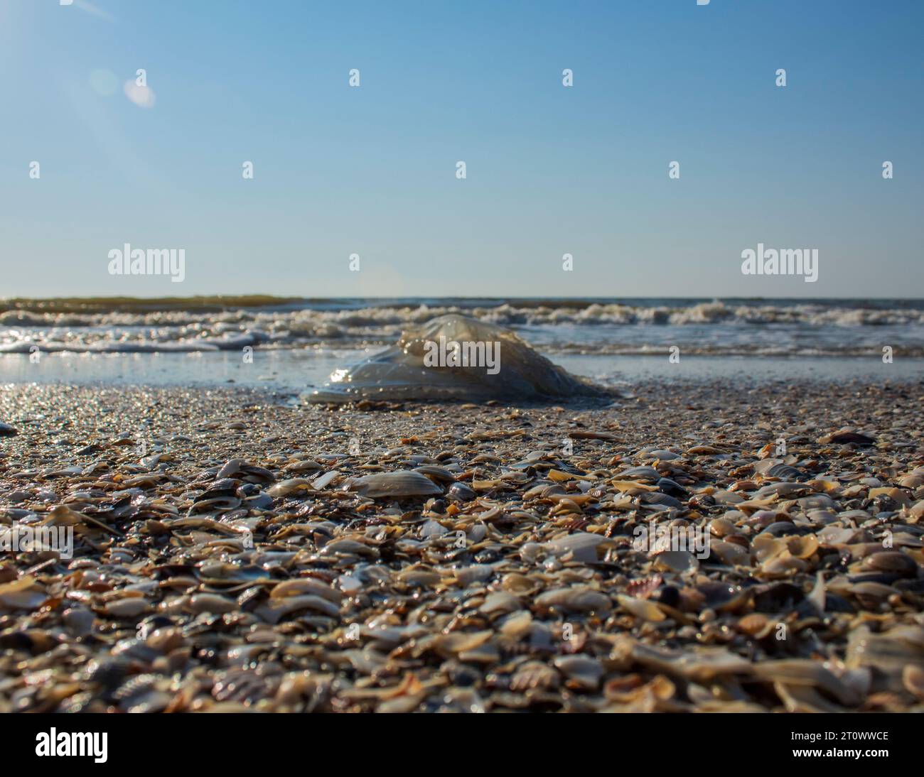 creature, snail, spiral shell, coconut crab, sea scenery, relaxation ...