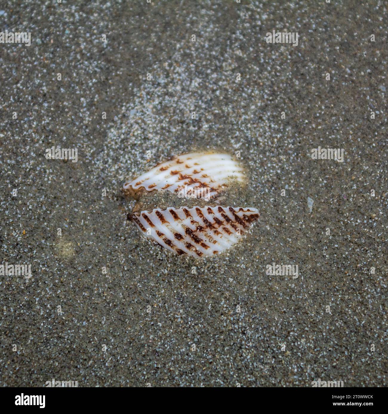 creature, snail, spiral shell, coconut crab, sea scenery, relaxation ...