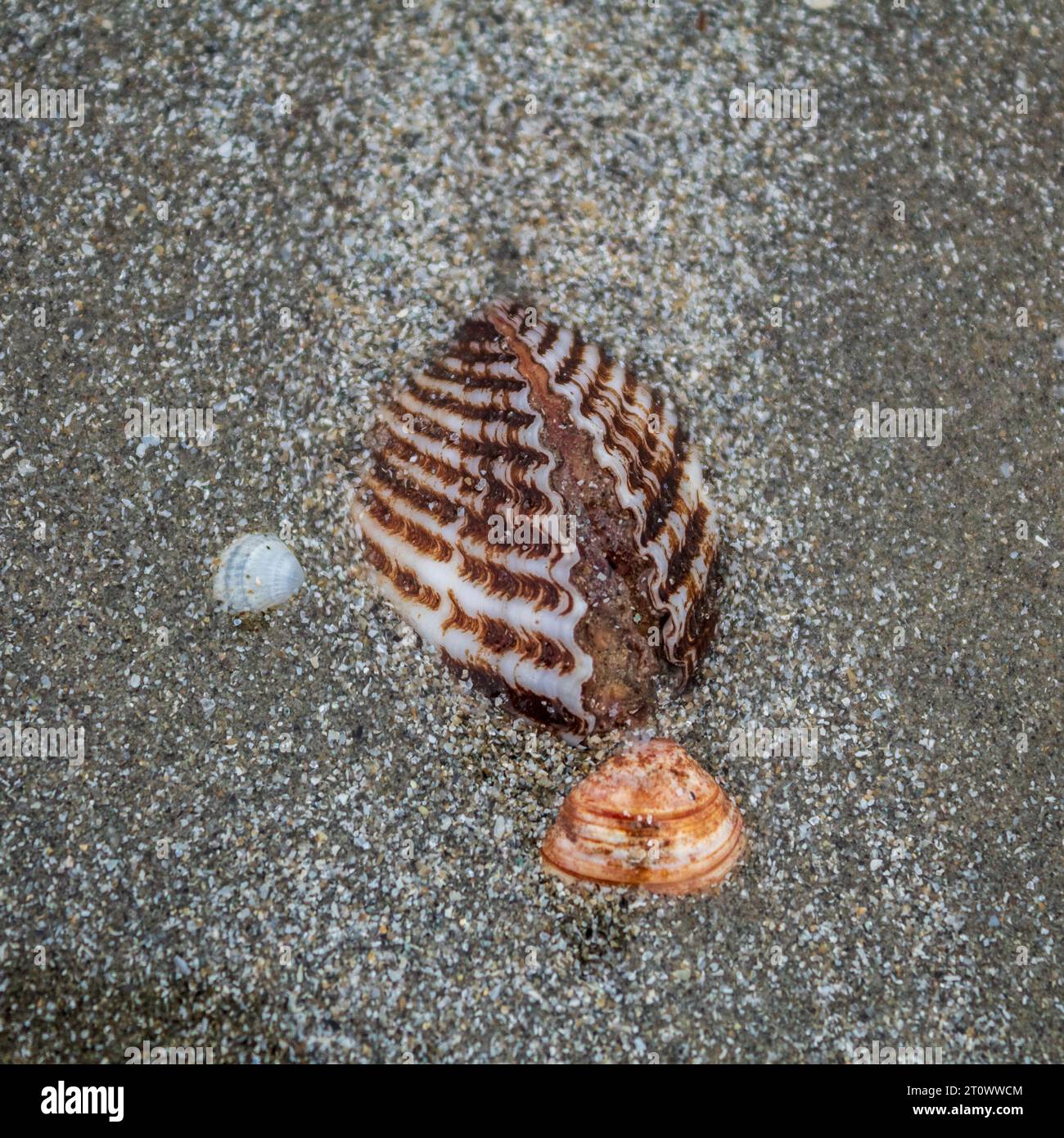 creature, snail, spiral shell, coconut crab, sea scenery, relaxation ...
